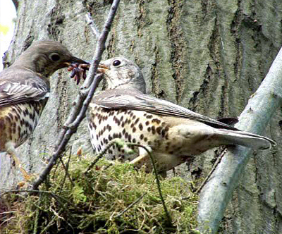 Which came first, the mistletoe or mistle thrush? - The Storyteller Garden