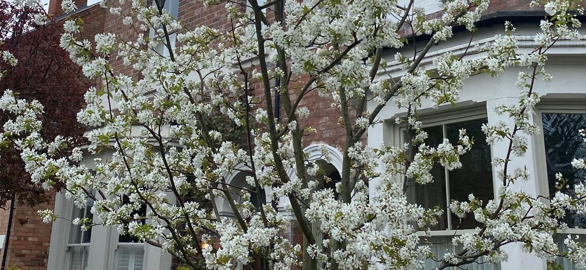 Amelanchier – the 'Snowy Juneberry' tree | Storyteller Garden